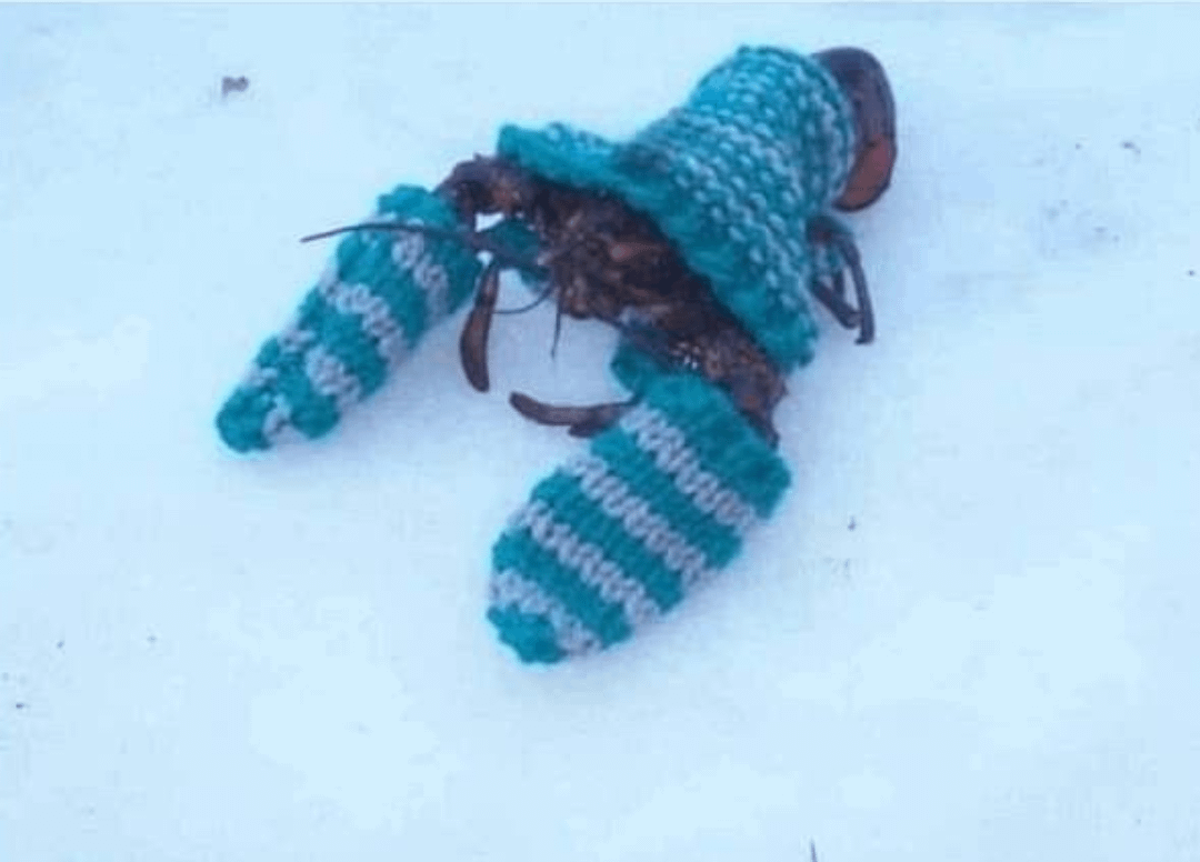 Staying warm | /r/Hmmm | Know Your Meme