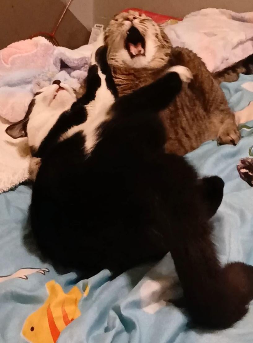 Attack cat | Cats | Know Your Meme