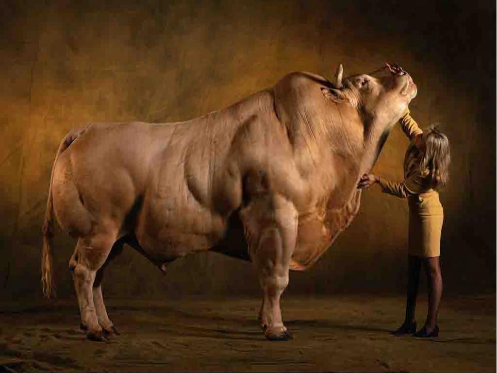 This bull | Absolute Unit | Know Your Meme