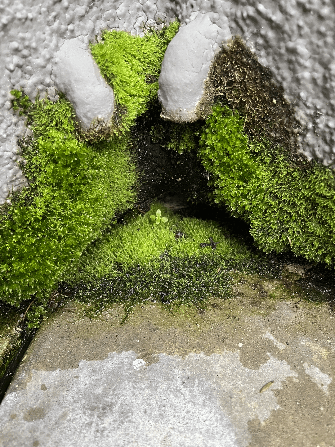 Moss crevice | Know Your Meme