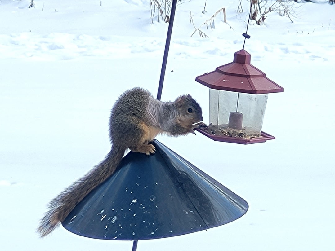 This squirrel missing a lot of fur | Know Your Meme