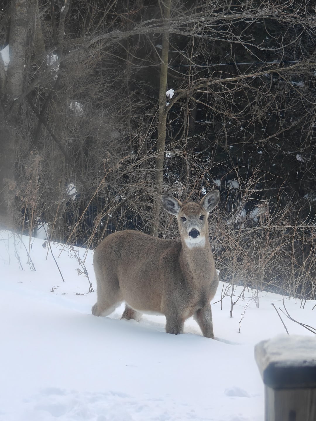 This deer | Absolute Unit | Know Your Meme