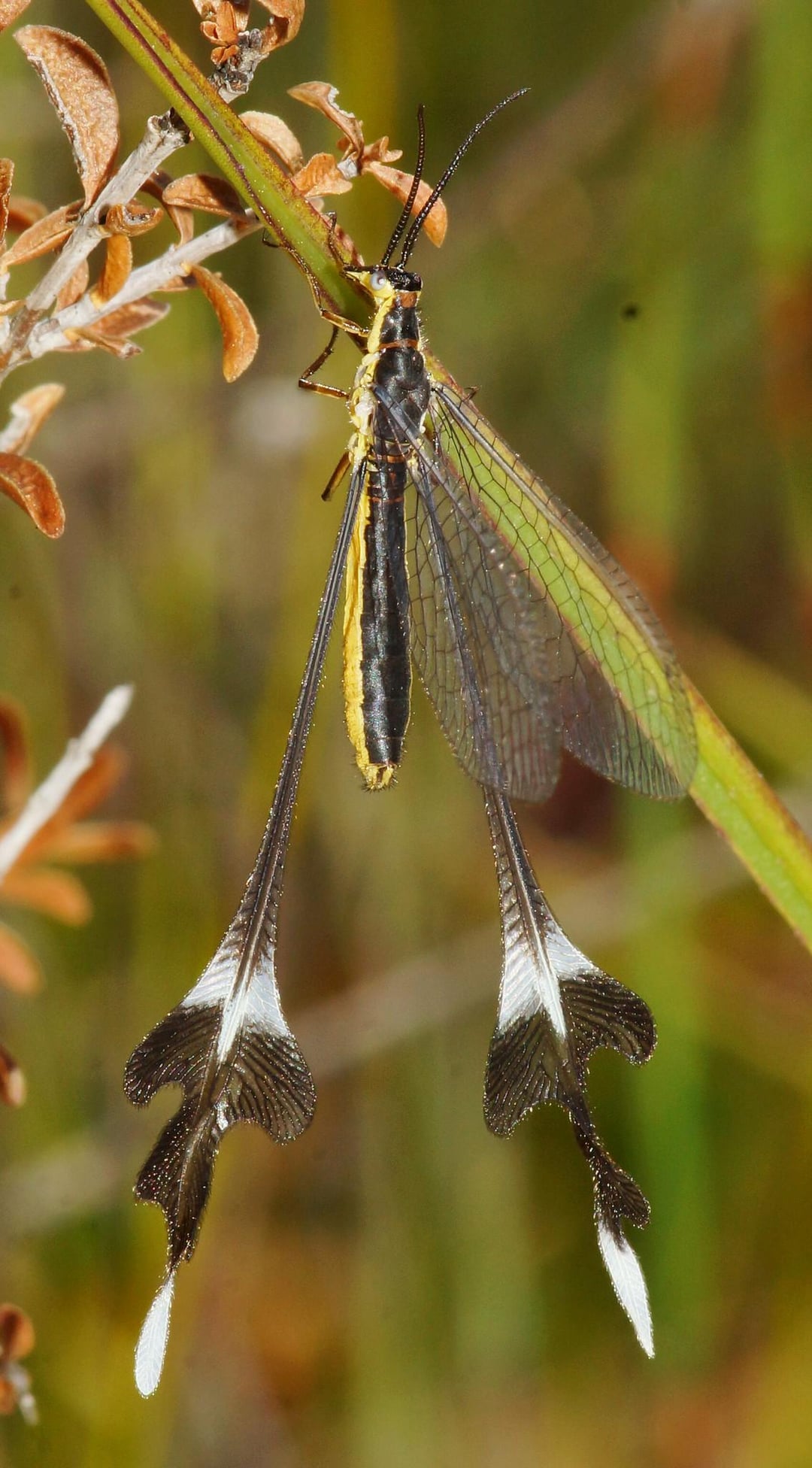 Chasmoptera huttii | Animals | Know Your Meme