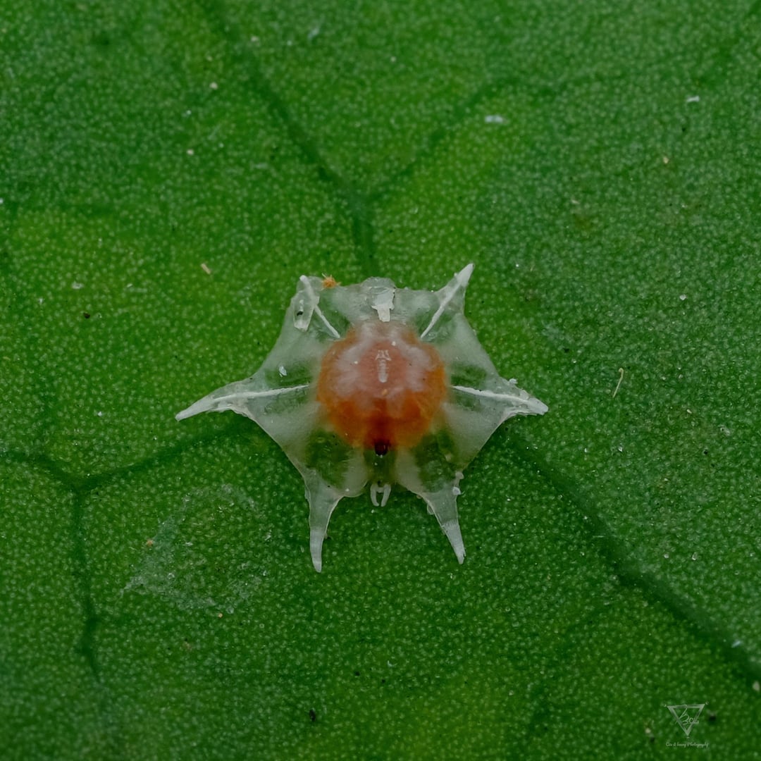Vinsonia stellifera | Animals | Know Your Meme