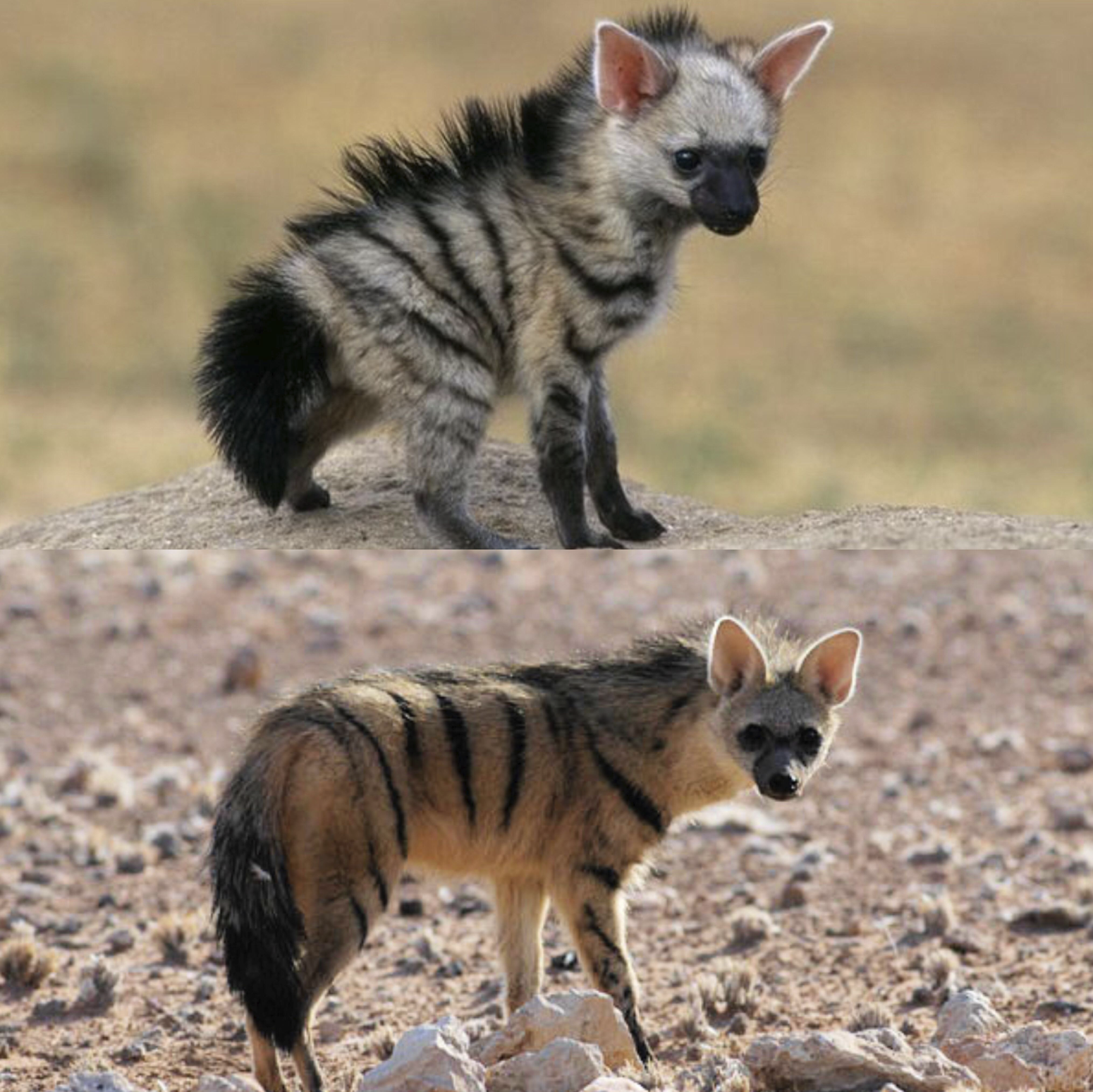 Aardwolf | Animals | Know Your Meme