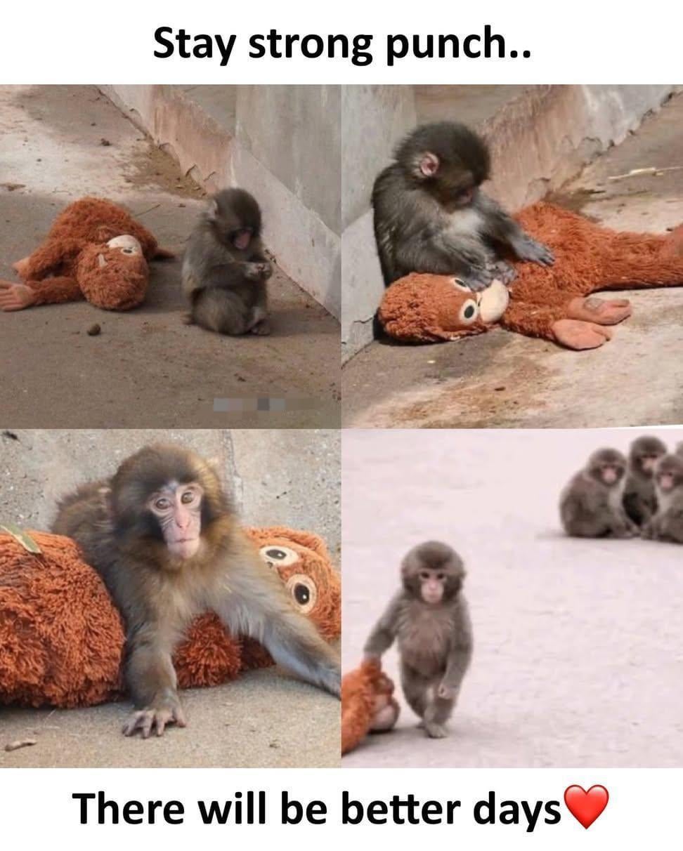 Don't worry buddy | Punch the Monkey (Ichikawa City Zoo) | Know Your Meme