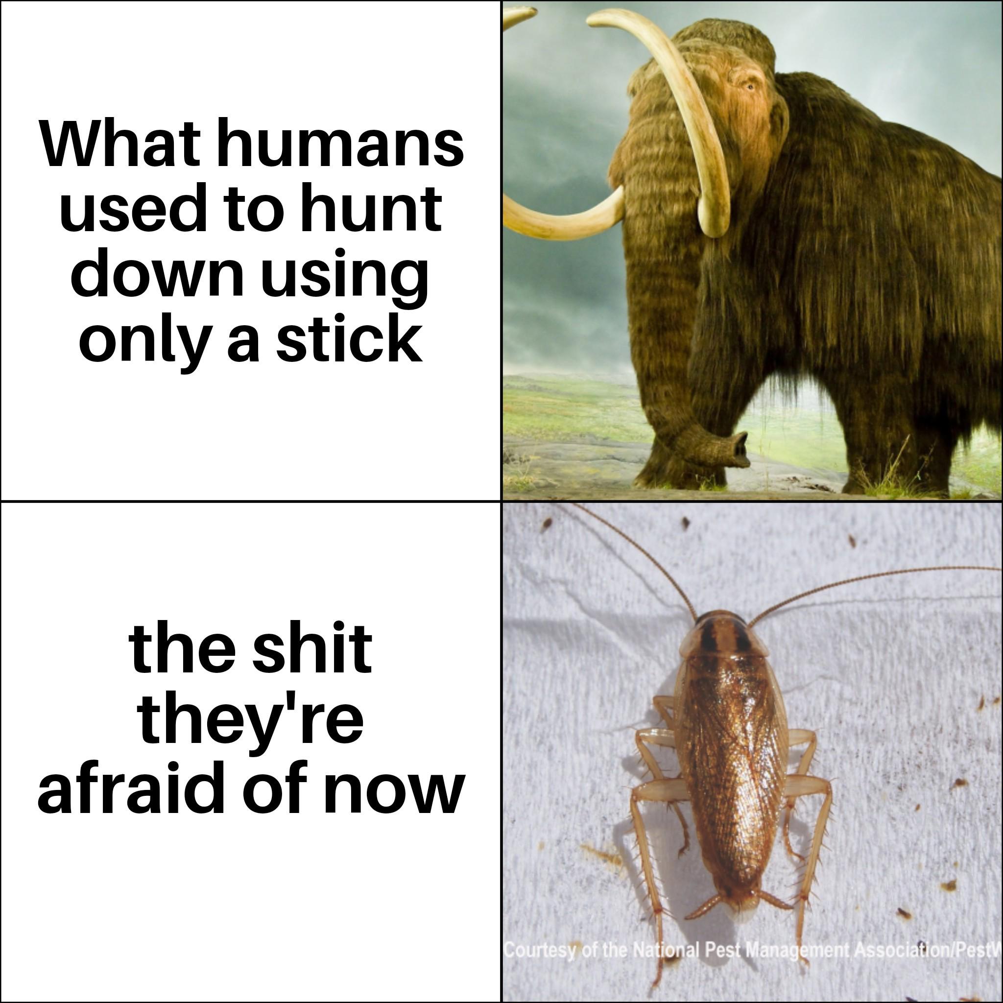 Human downgrade | /r/memes | Know Your Meme